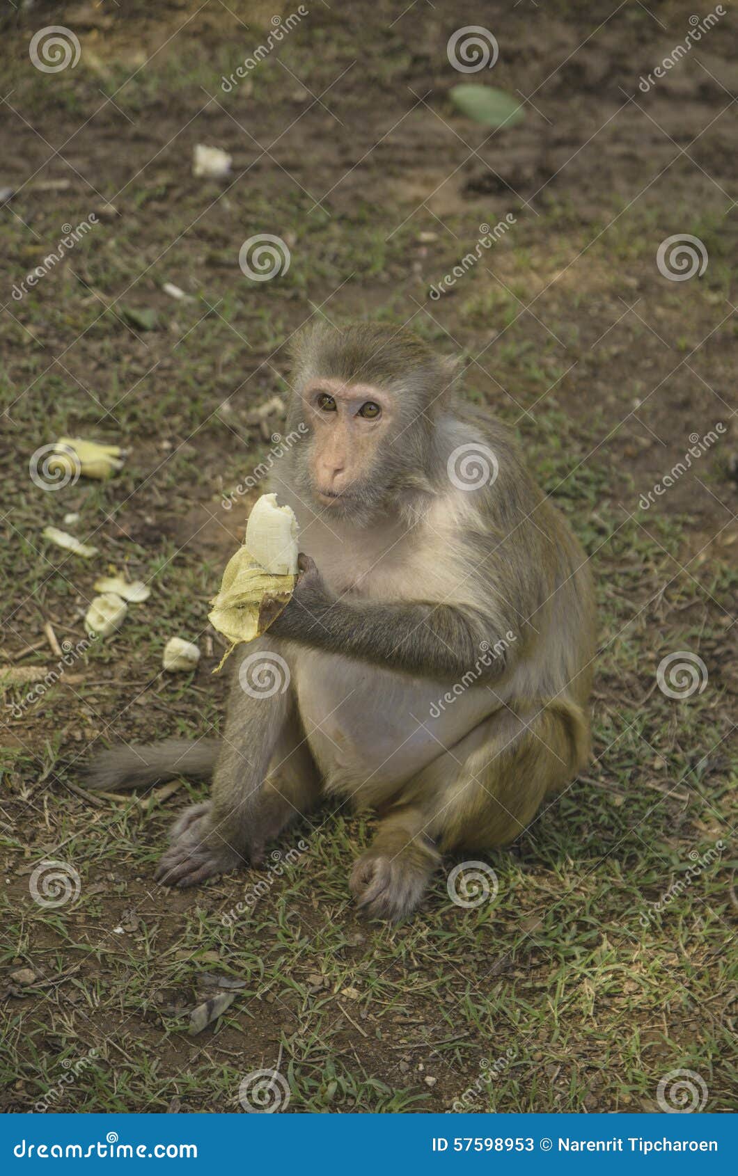 Alone monkey stock image. Image of small, tropical, banana - 57598953