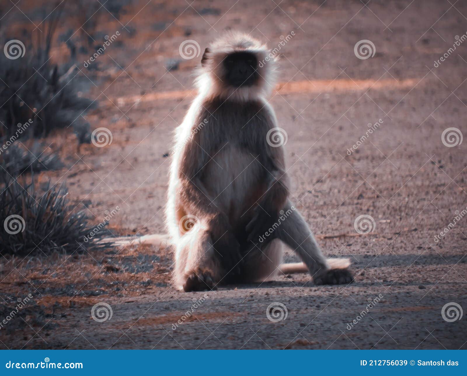 Alone monkey Feeling sad stock image. Image of wildlife - 212756039