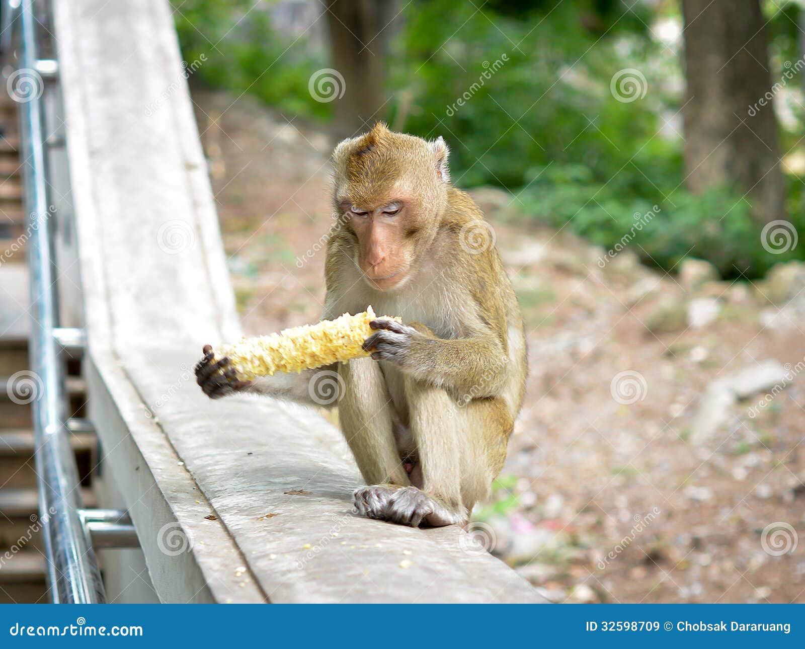 Alone monkey stock image. Image of monkey, thai, nature - 32598709