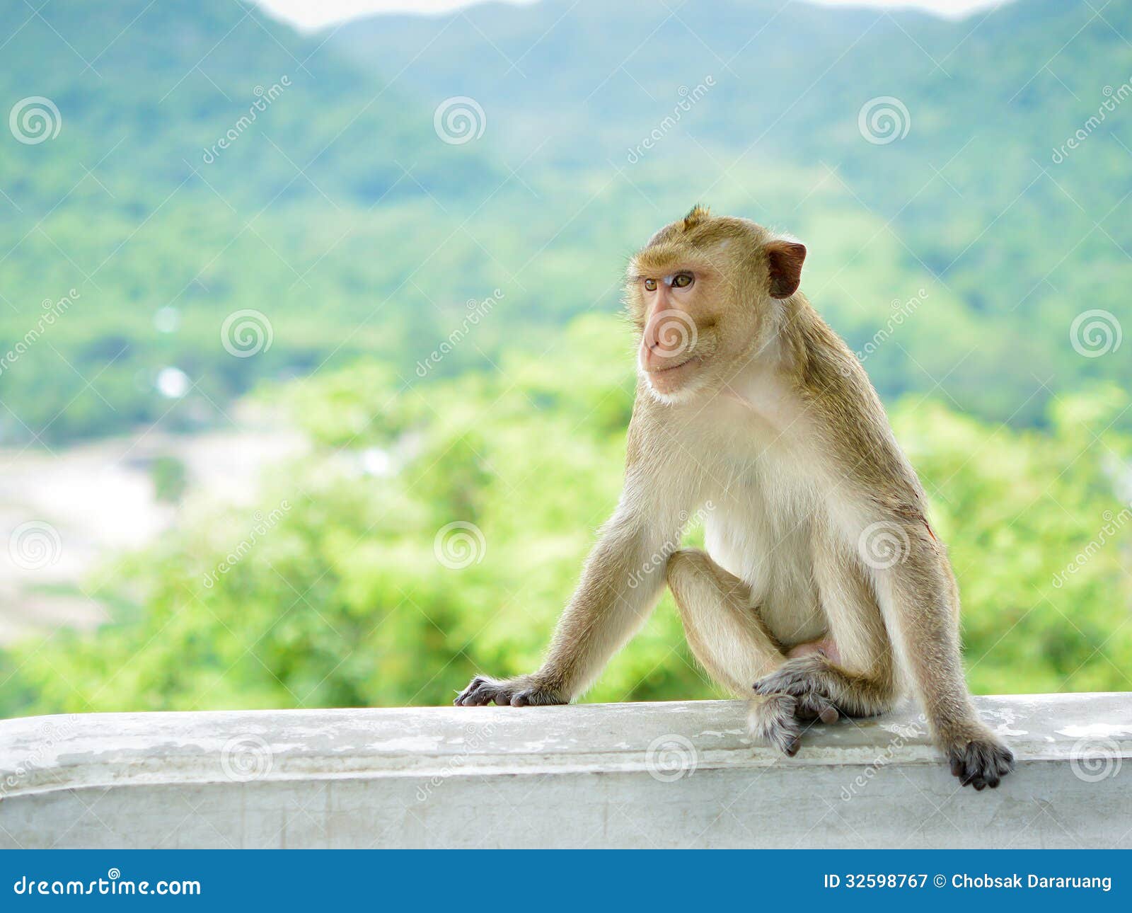 Alone Monkey Sitting, Thinking On Flagstones In Ubud Forest, Bali ...