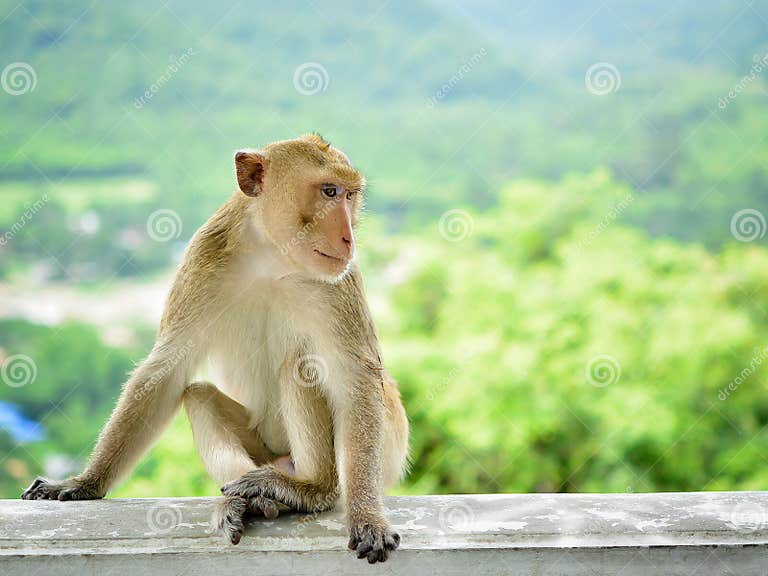Alone monkey stock photo. Image of wildlife, plant, forest - 32598782