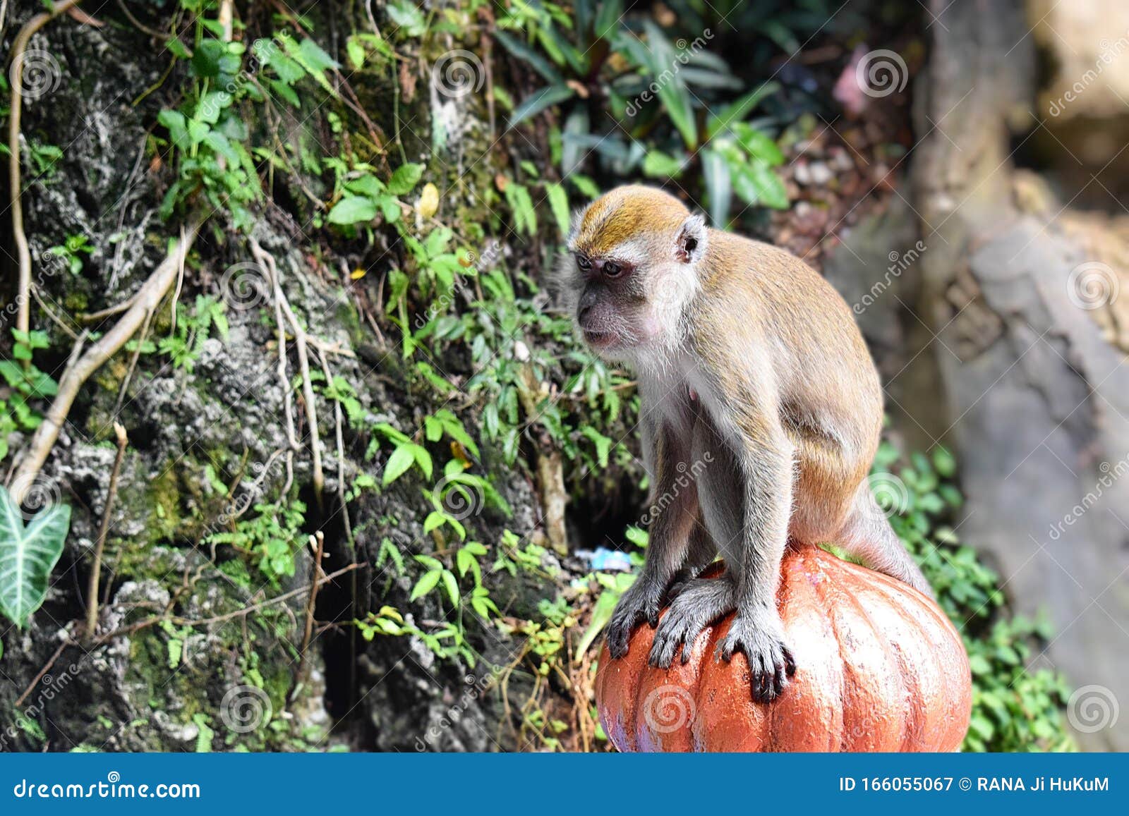 Monkey Seating On Iron Gate Ellora Caves Royalty-Free Stock Photography ...