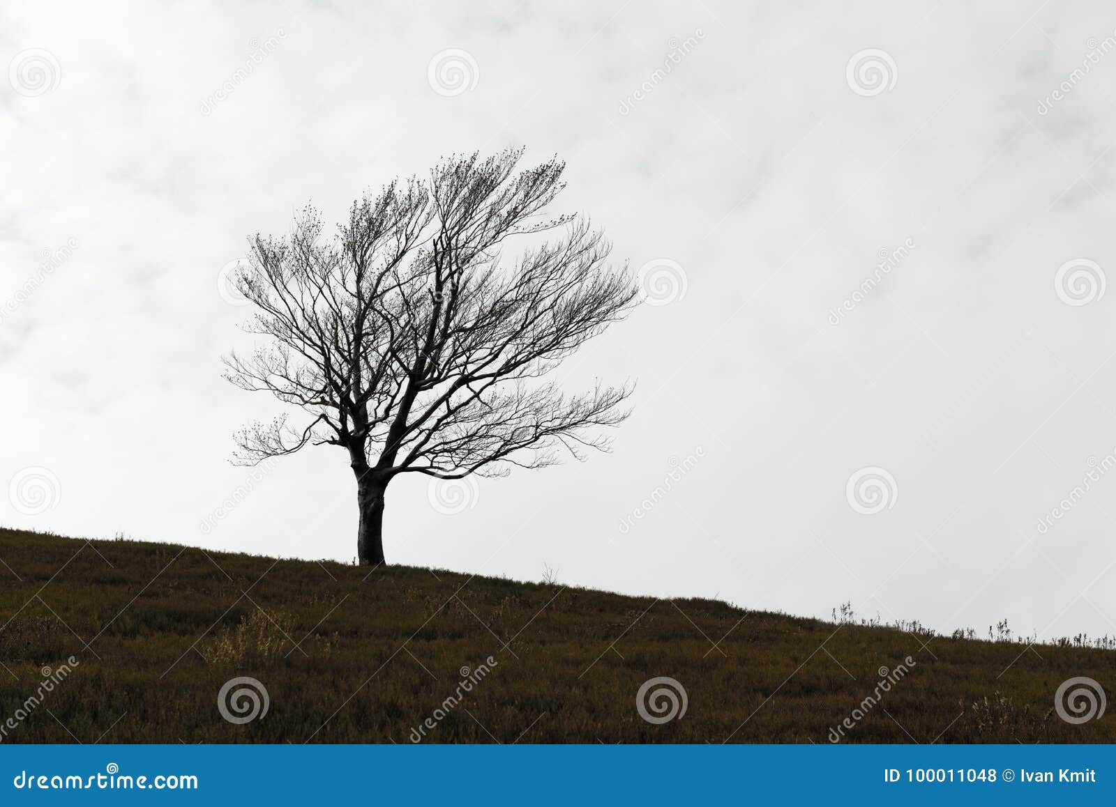 Alone tree silhouette stock photo. Image of meadow, landscape - 100011048