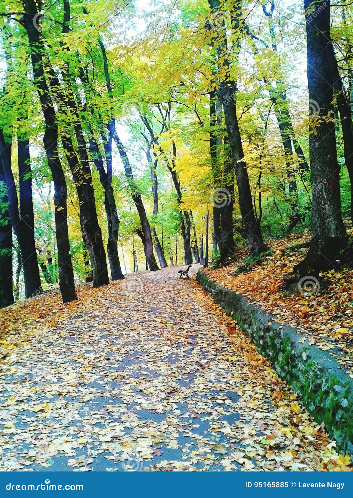 Alone in the nature stock image. Image of outdoors, tree - 95165885