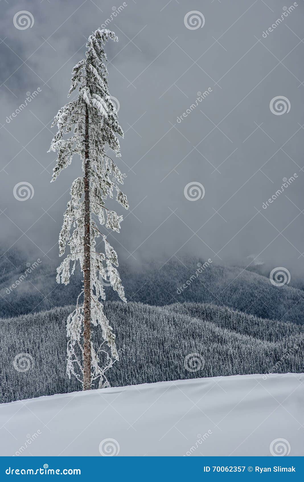 Lone Snow Covered Tree on Cloudy Day with Hills Stock Image - Image of ...