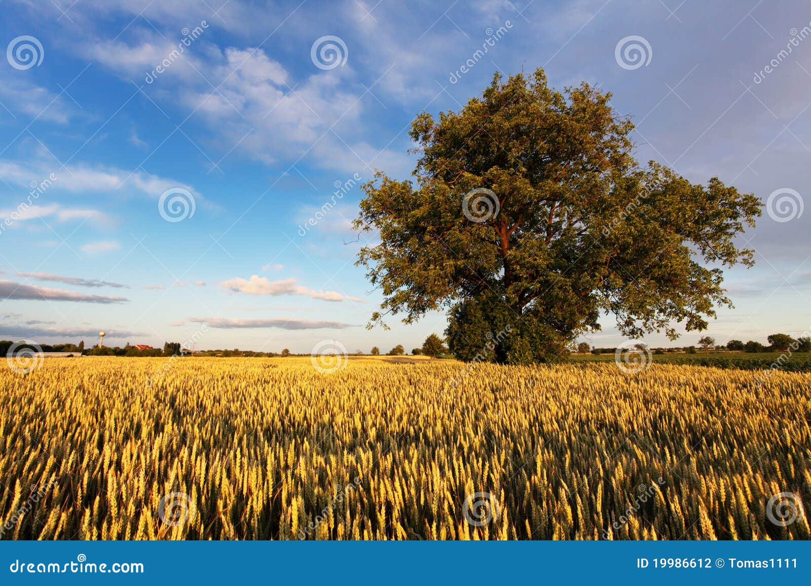 One Tree Standing On Top Of Mountain Of Saputara Range At Chikhaldara ...
