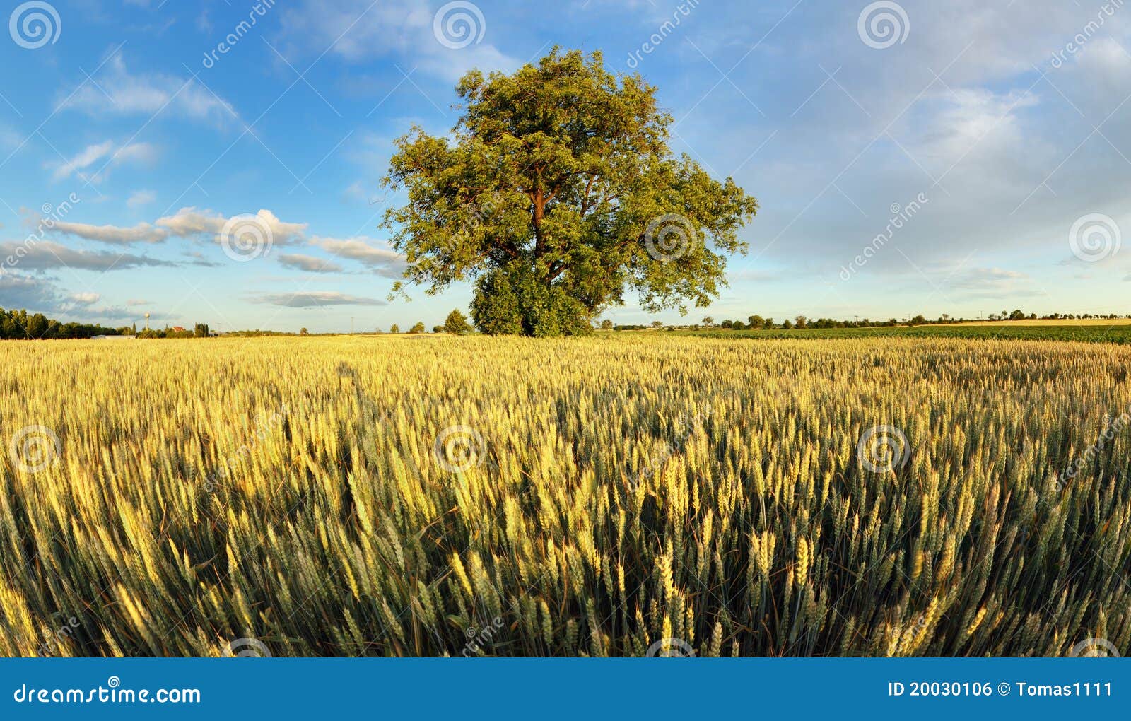 Alone Oak Tree Standing in the Field Stock Photo - Image of outdoors ...