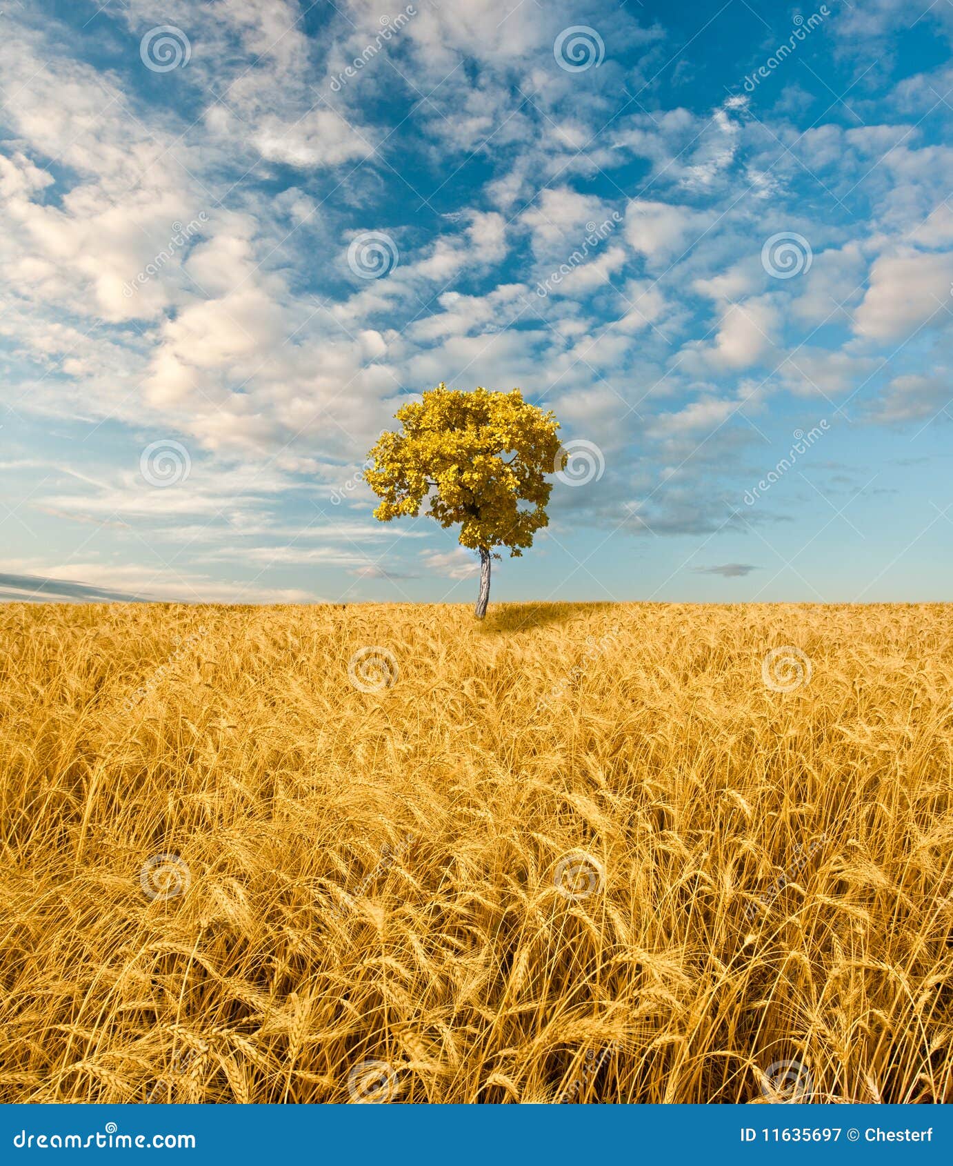 One Tree Standing On Top Of Mountain Of Saputara Range At Chikhaldara ...