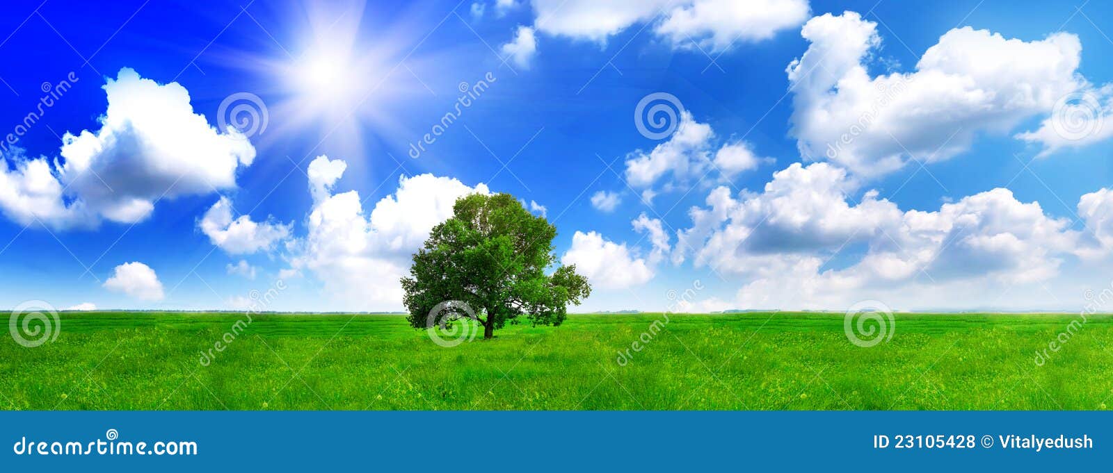 Alone One Big Tree on Green Field . Panorama Stock Photo - Image of ...