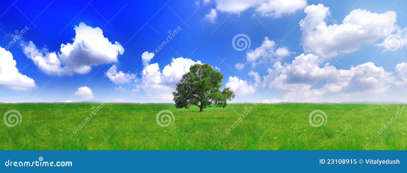 Alone One Big Tree on Green Field . Panorama Stock Image - Image of ...