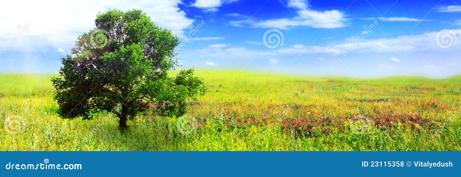 Alone One Big Tree on Green Field . Panorama Stock Photo - Image of ...