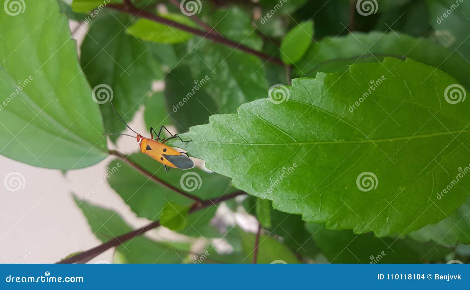 Triangle Symbol From Nuts Royalty-Free Stock Photography ...