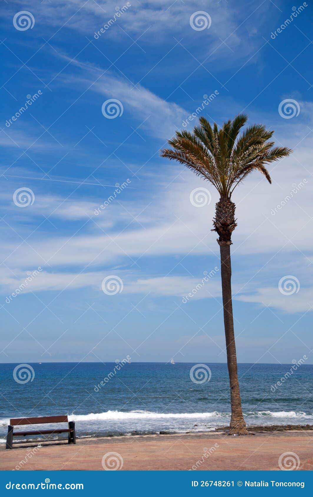 Alone Palm Tree on the Beach Stock Image - Image of high, resort: 26748261