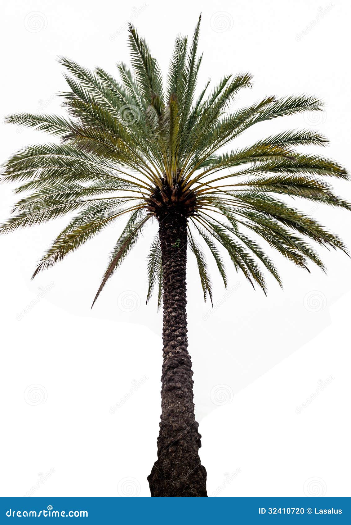 Alone Palm Tree stock photo. Image of nature, natural - 32410720