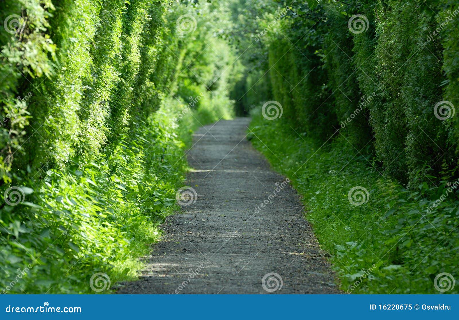 Alone path in forest stock image. Image of scene, branch - 16220675