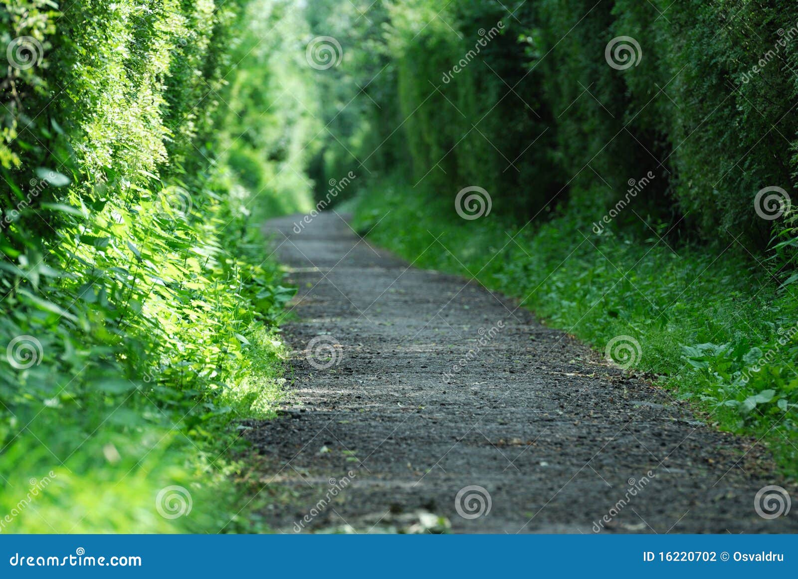 Alone path in forest stock photo. Image of beauty, lush - 16220702