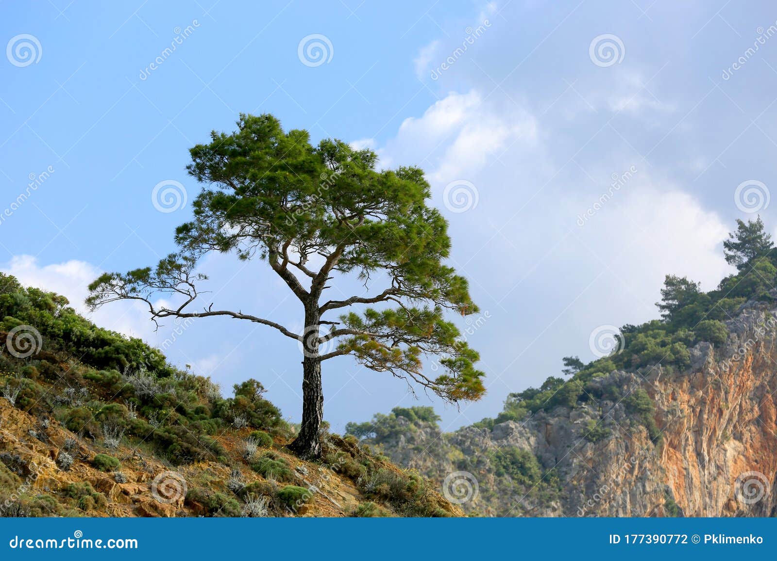 Alone Pine on Mountain Slope Stock Photo - Image of scenic, nature ...