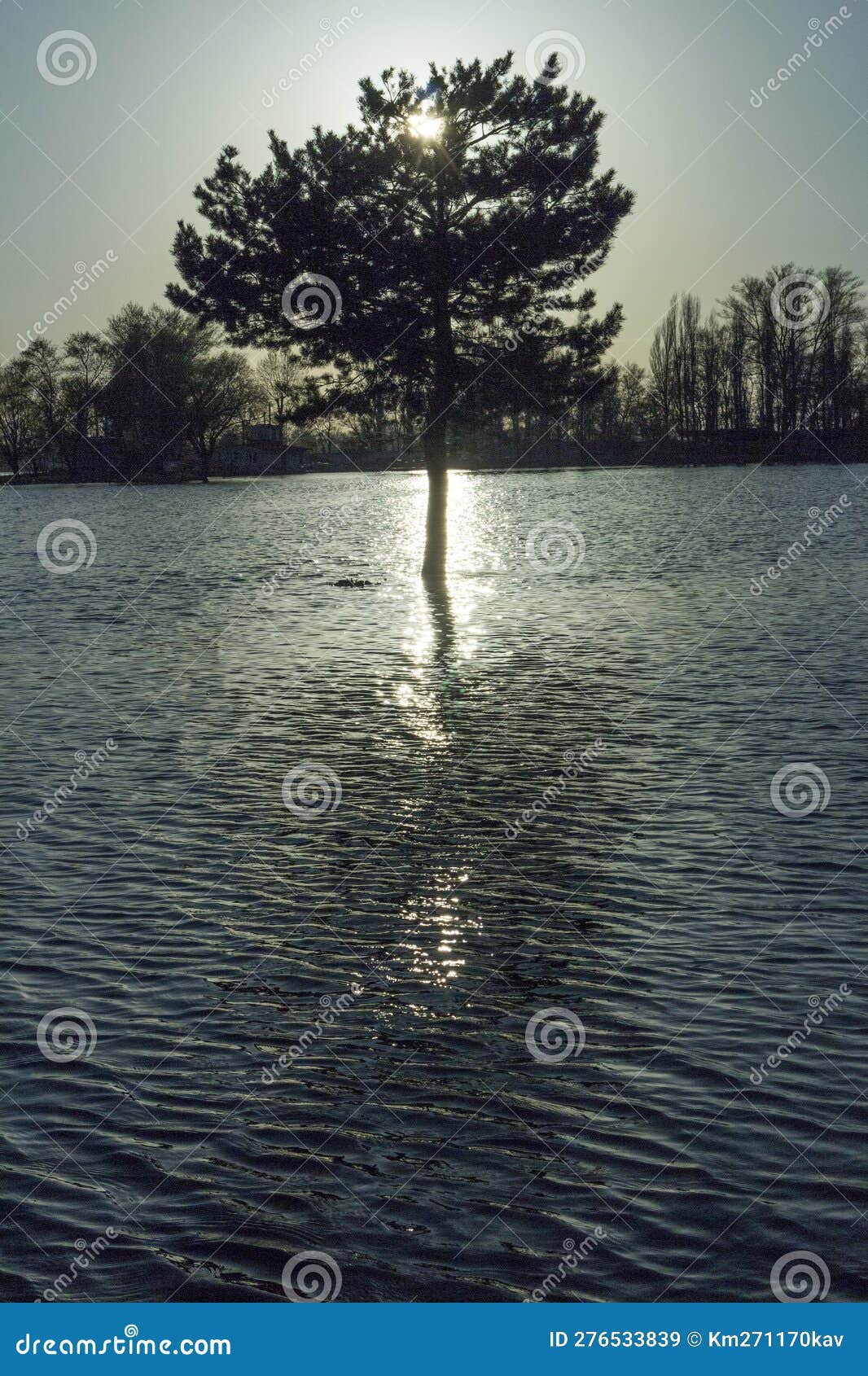 Alone Pine Standing in the Flood Stock Image - Image of river, lonely ...