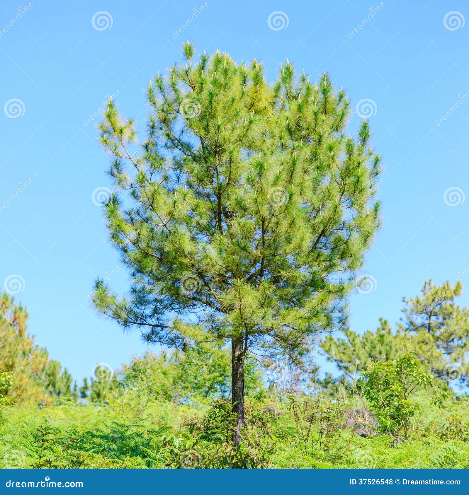 Alone pine tree stock photo. Image of wood, nature, warm - 37526548