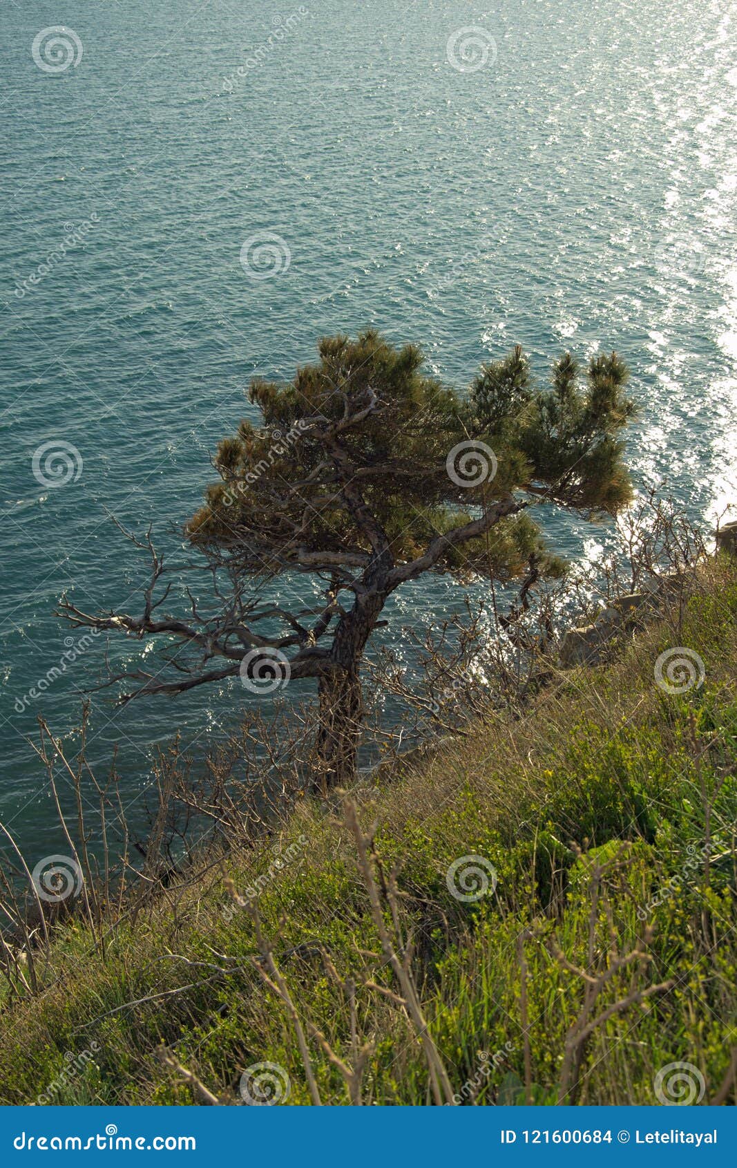 Alone pine tree stock photo. Image of tree, alone, pine - 121600684