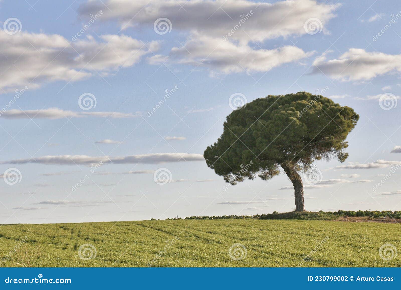Alone Pine Tree in Green Field Stock Photo - Image of alone, green ...