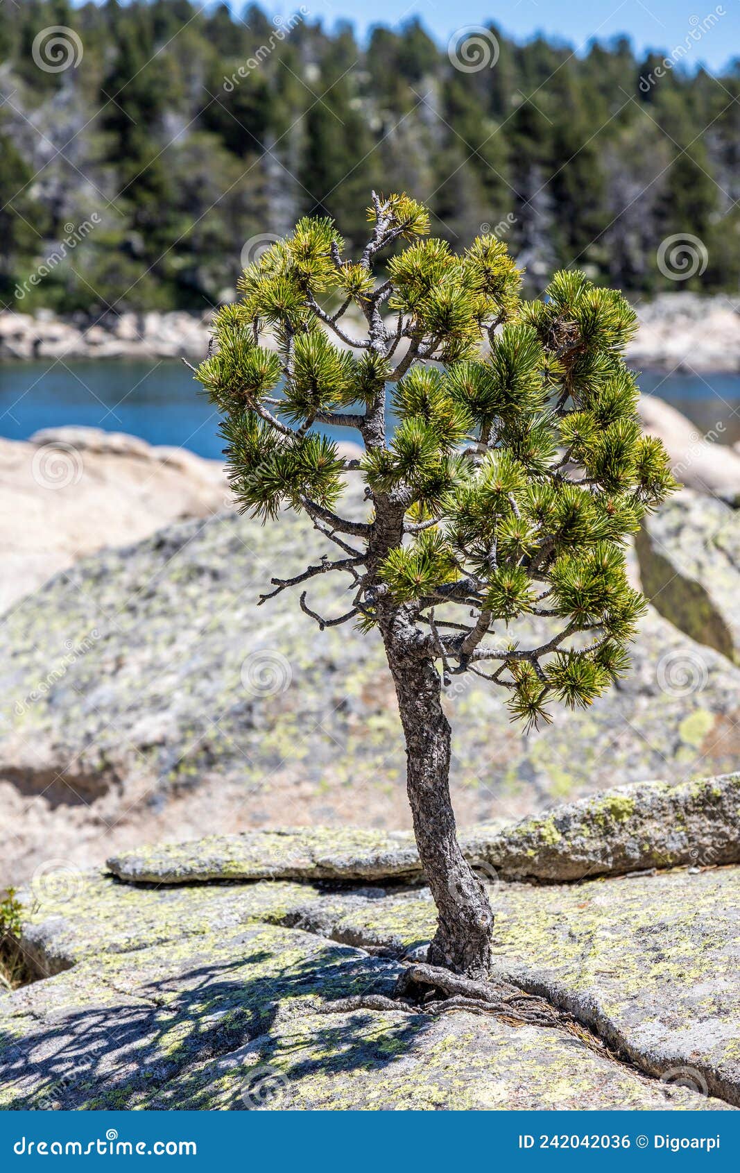 Alone Pine Tree Growing on the Rock of the Mountain Pyrenees from Spain ...
