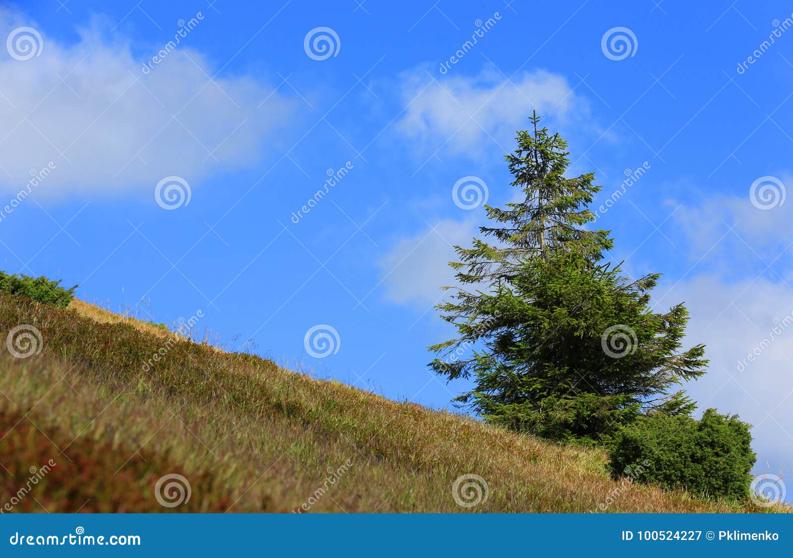 Alone Pine Tree on Mountain Slope Stock Image - Image of pine ...