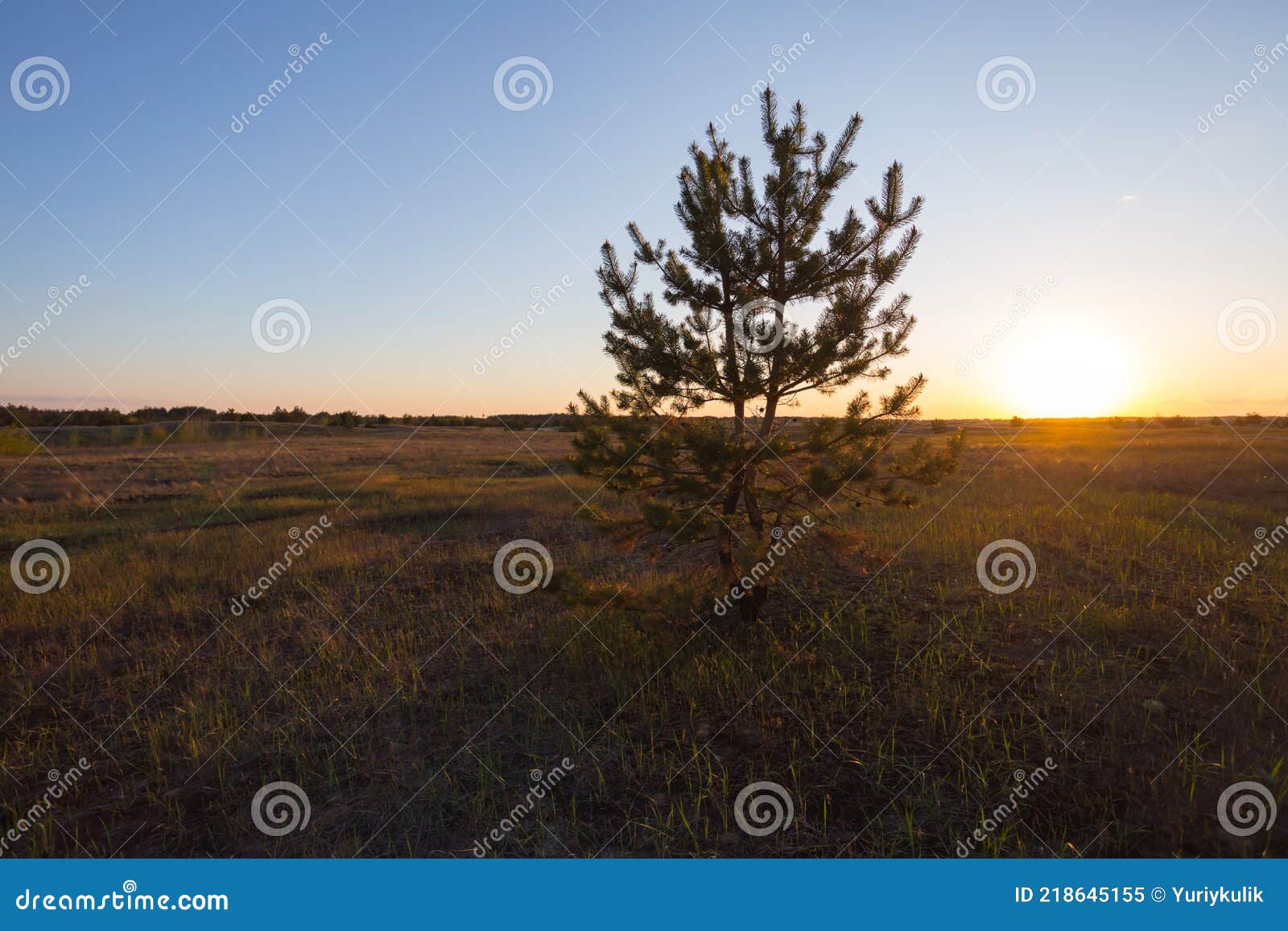 Alone Pine Tree in Prairie at the Sunset Stock Image - Image of light ...