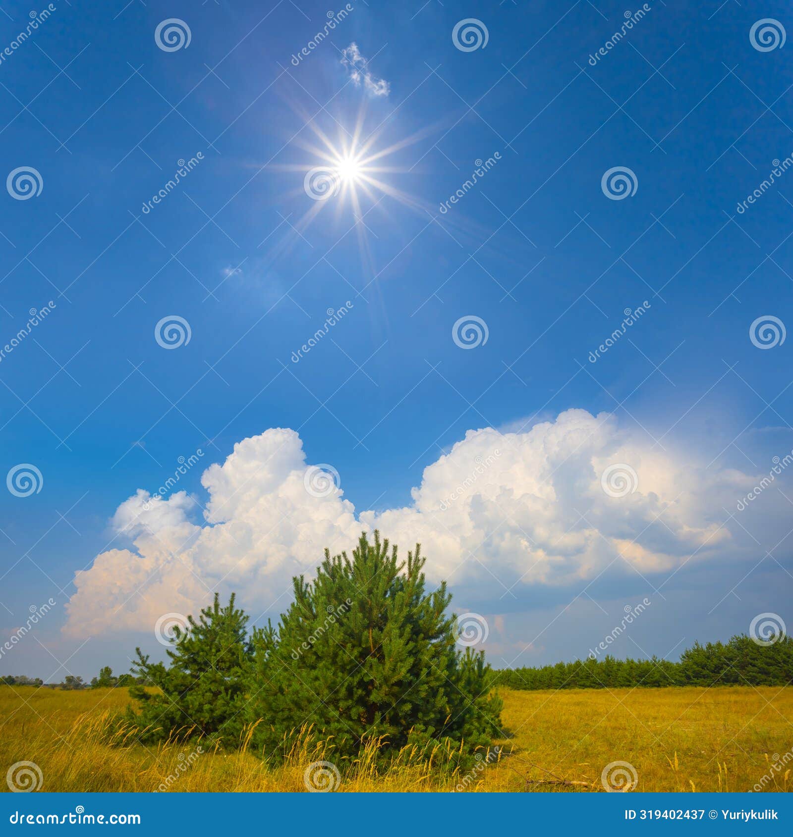 Pine Tree among Prairie Under a Sparkle Sun Stock Image - Image of ...