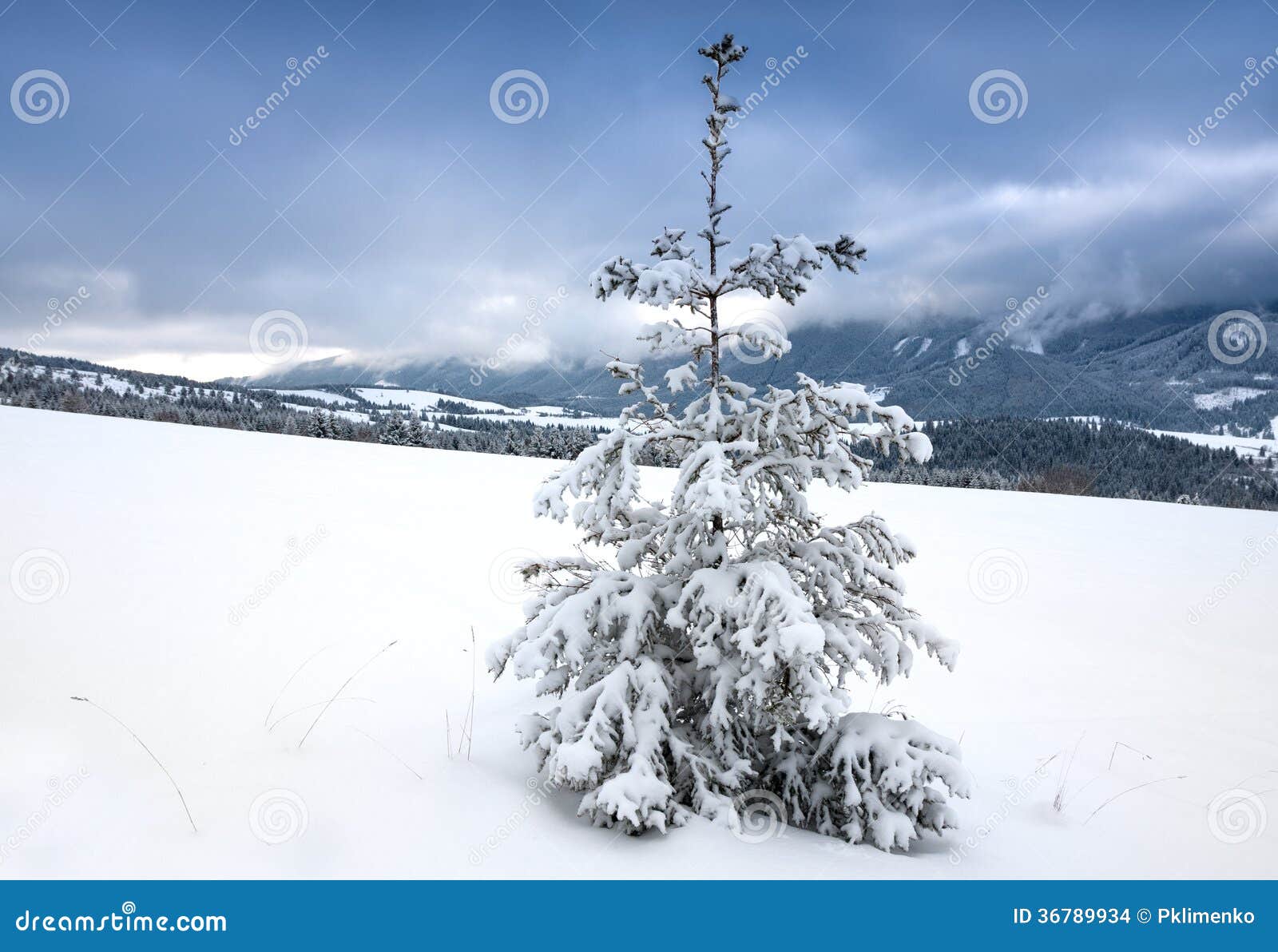 Alone Pine Tree in Winter Mountains Stock Photo - Image of cool, frozen ...