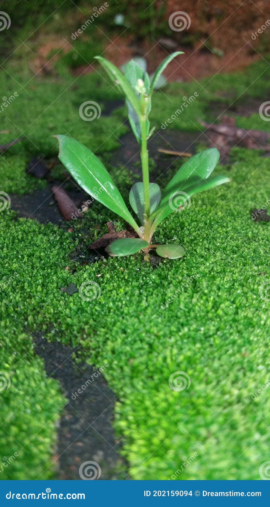 Alone plant stock photo. Image of plant, green, land - 202159094