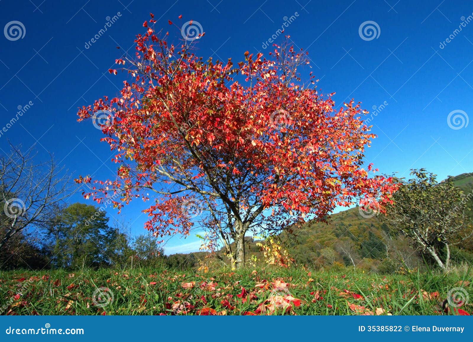Alone red autumn tree stock photo. Image of beauty, color - 35385822