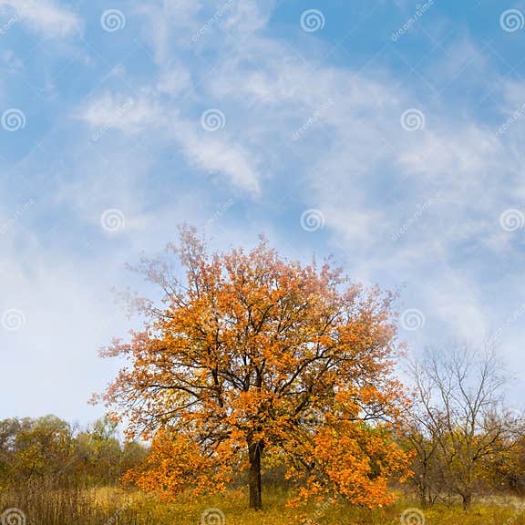 Red Dry Oak Tree on Forest Glade Stock Image - Image of landscape ...