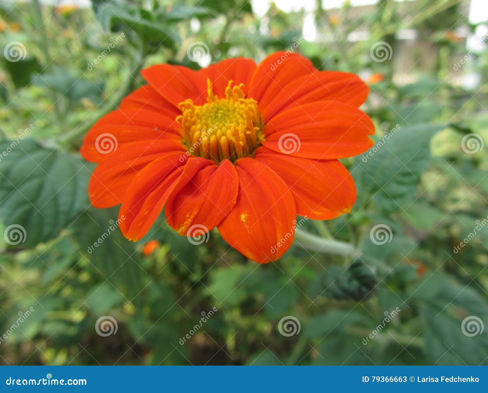 Alone red flower stock image. Image of transparent, leaves - 79366663