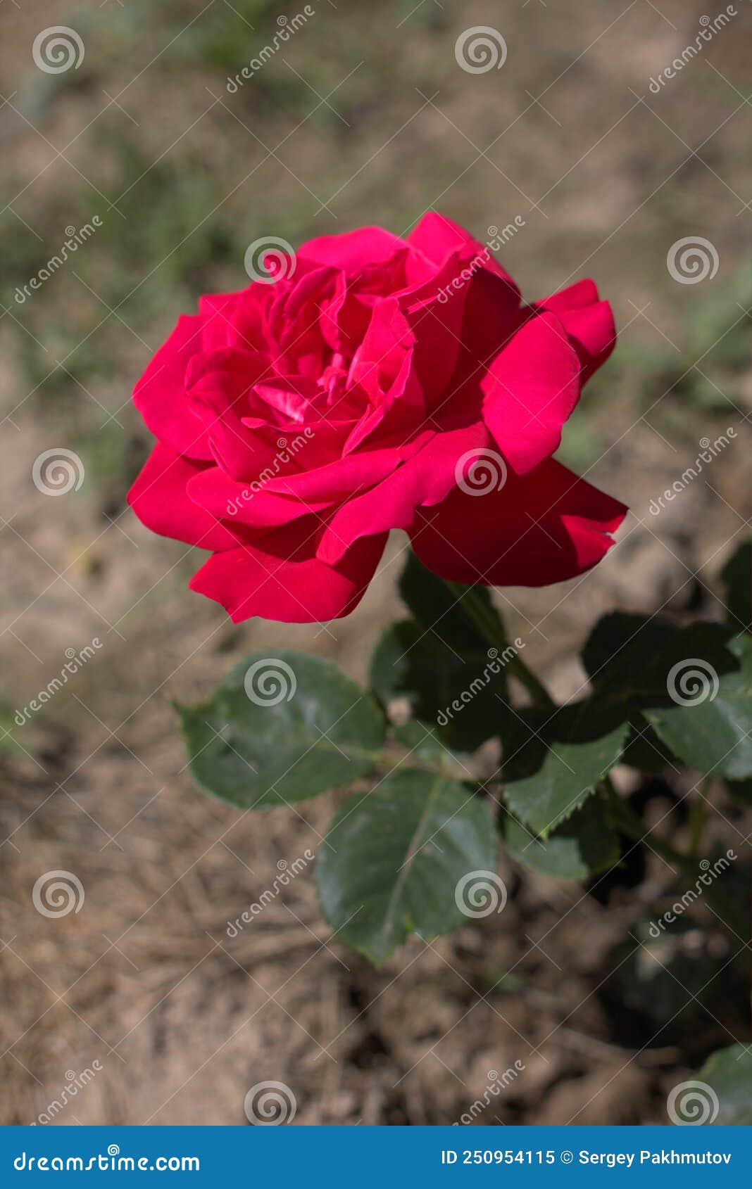 Alone Red Rose in the Garden Stock Image - Image of flower, petal ...