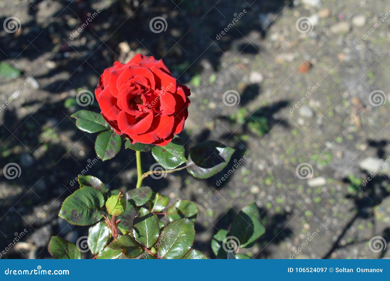 Alone Red Roses in City Park. Stock Image - Image of bouquet, beauty ...