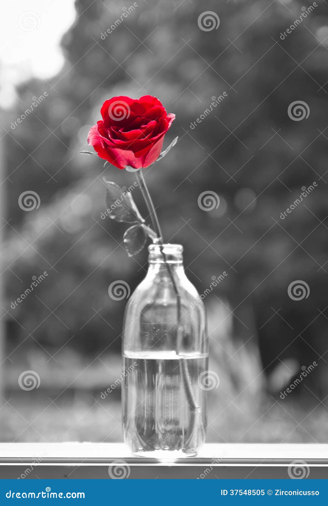 Alone rose stock image. Image of blossoming, natural - 37548505