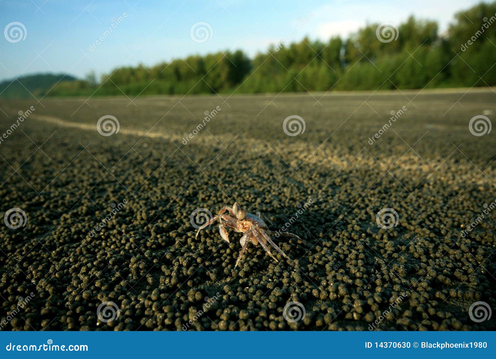 Alone scrab stock photo. Image of young, small, animal - 14370630