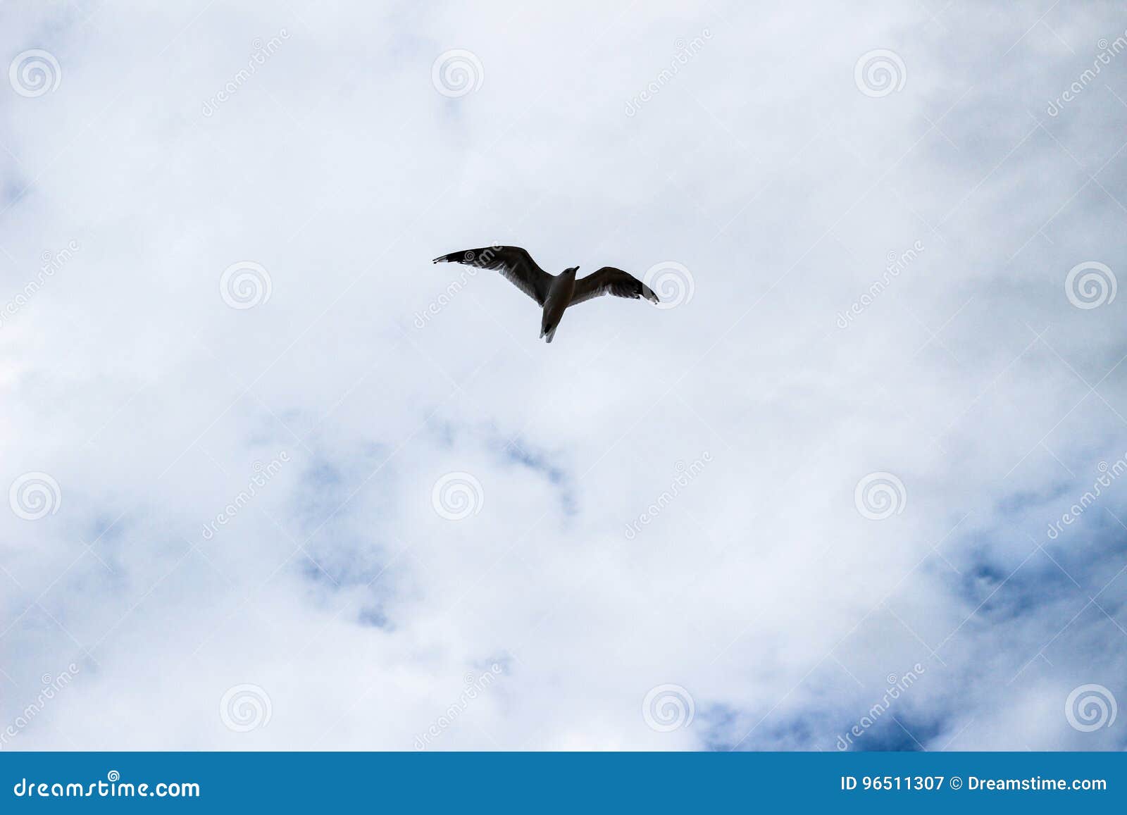 Alone Seagull Bird Flying on Cloudy Blue Sky Stock Image - Image of ...