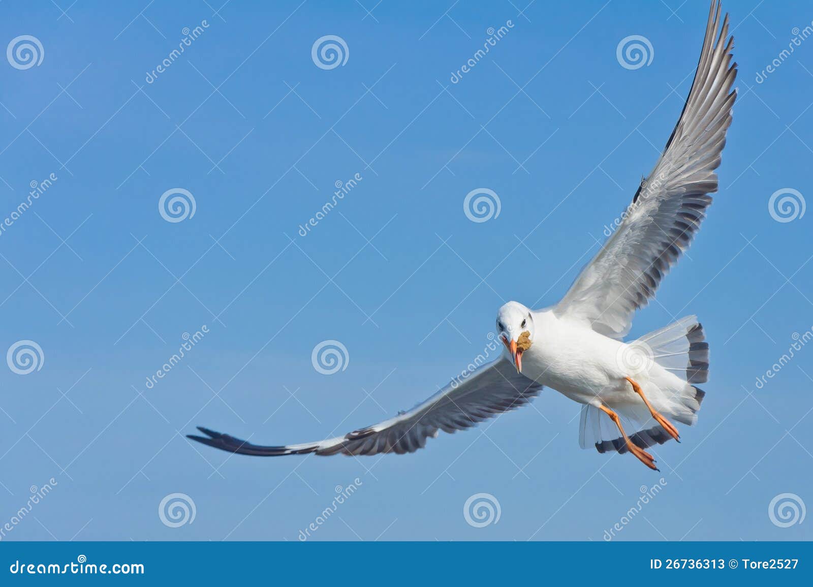 Alone Seagull Catch Food in Mouth Stock Image - Image of natural ...