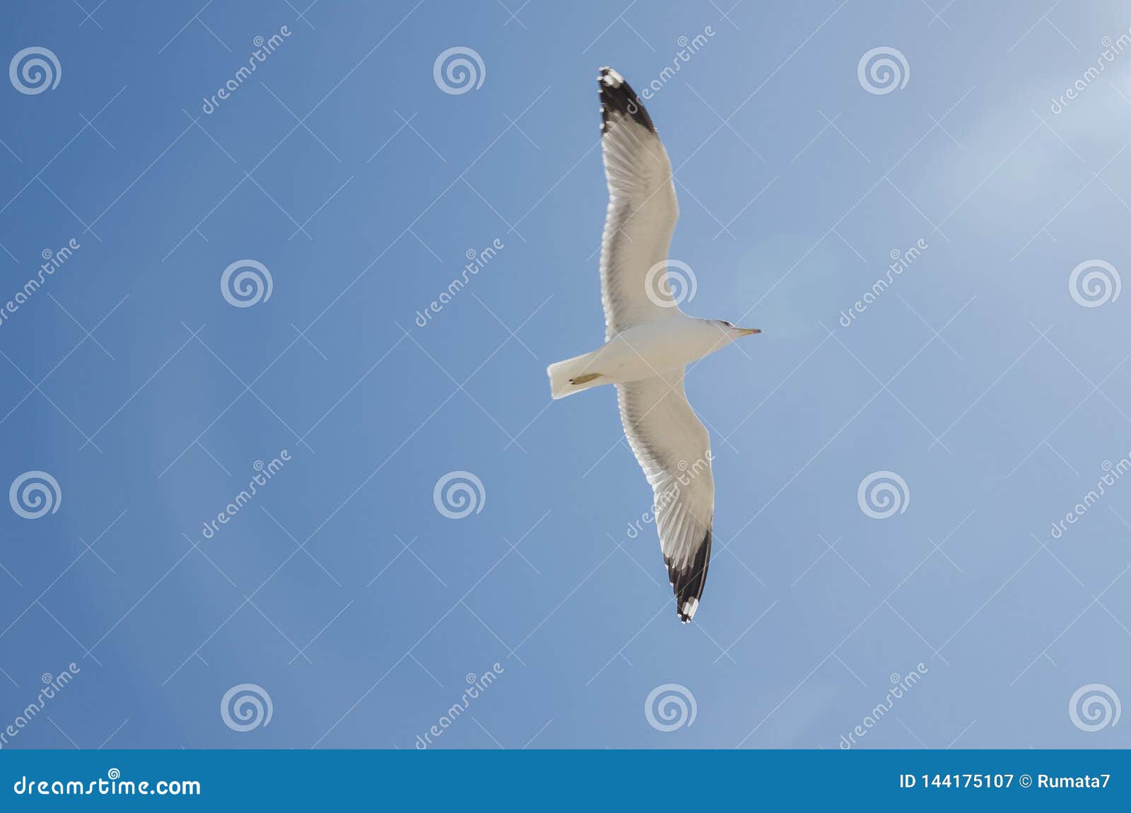 Alone Seagull Flying Overhead at a Local Beach in California Stock ...