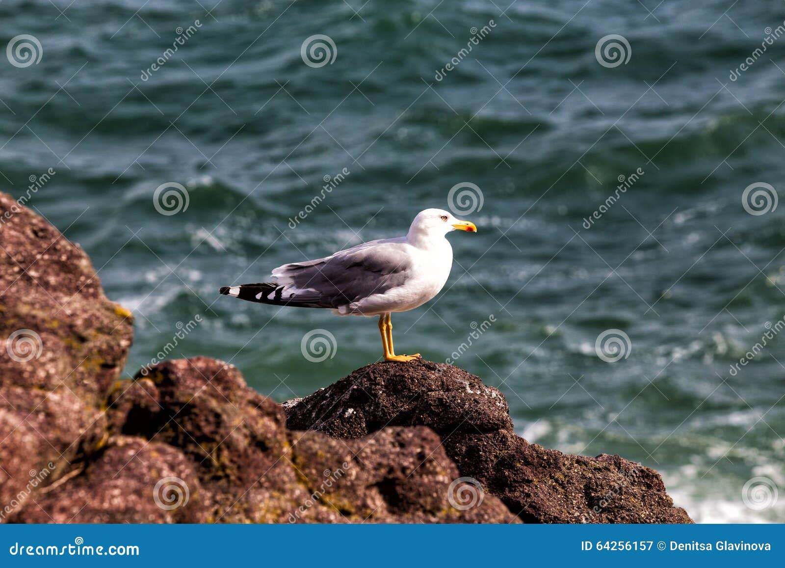 Alone Seagull Perched on a Rock Stock Image - Image of waterfowl, beak ...