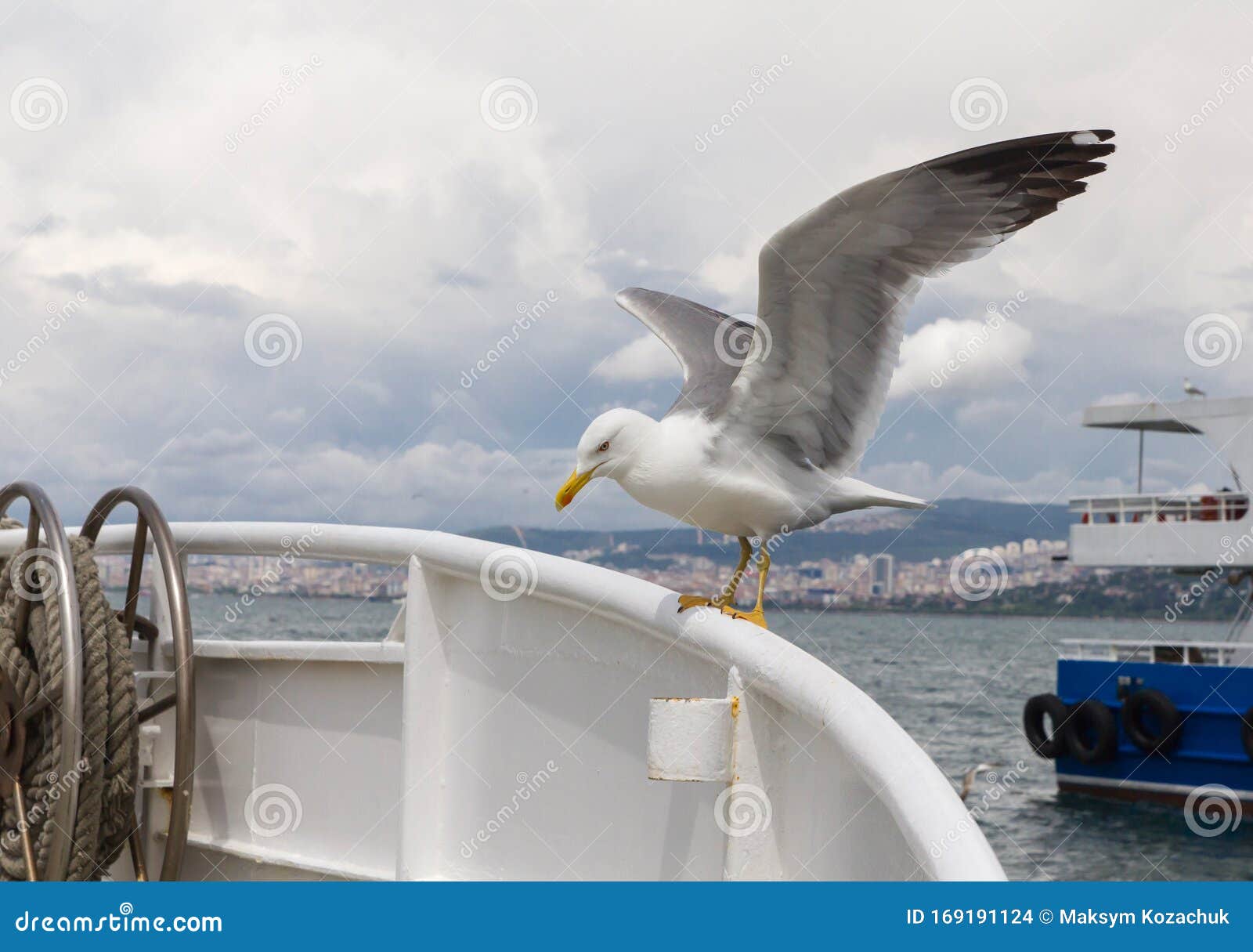 Alone Seagull Sitting on the Bow Stock Photo - Image of flying, travel ...