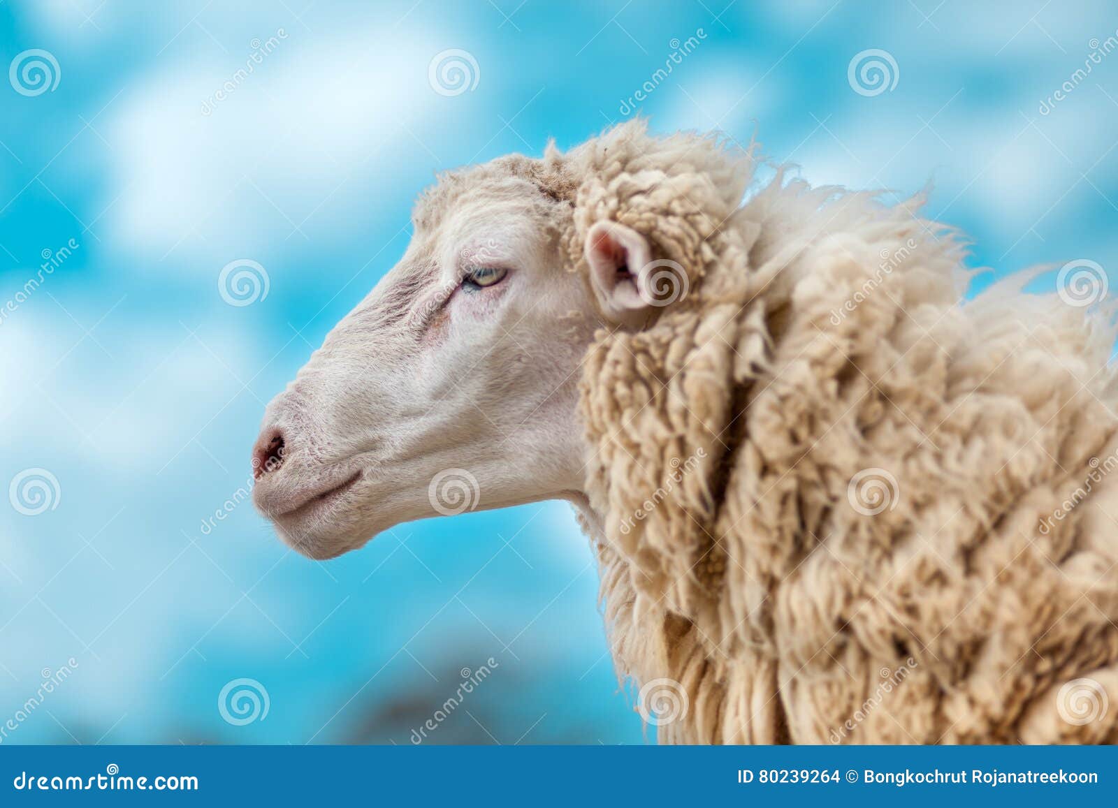 Alone sheep face in a farm stock photo. Image of nature - 80239264