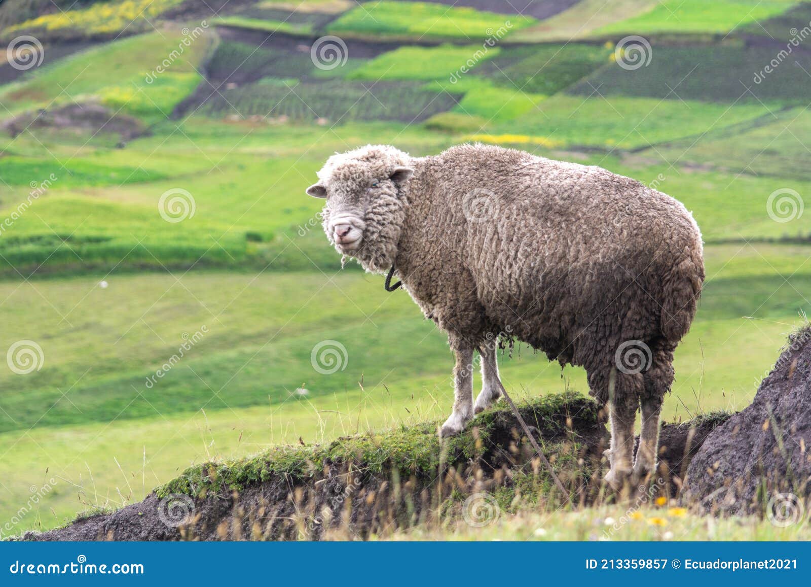 An Alone Sheep in the Mountains Stock Image - Image of pasture, meadow ...