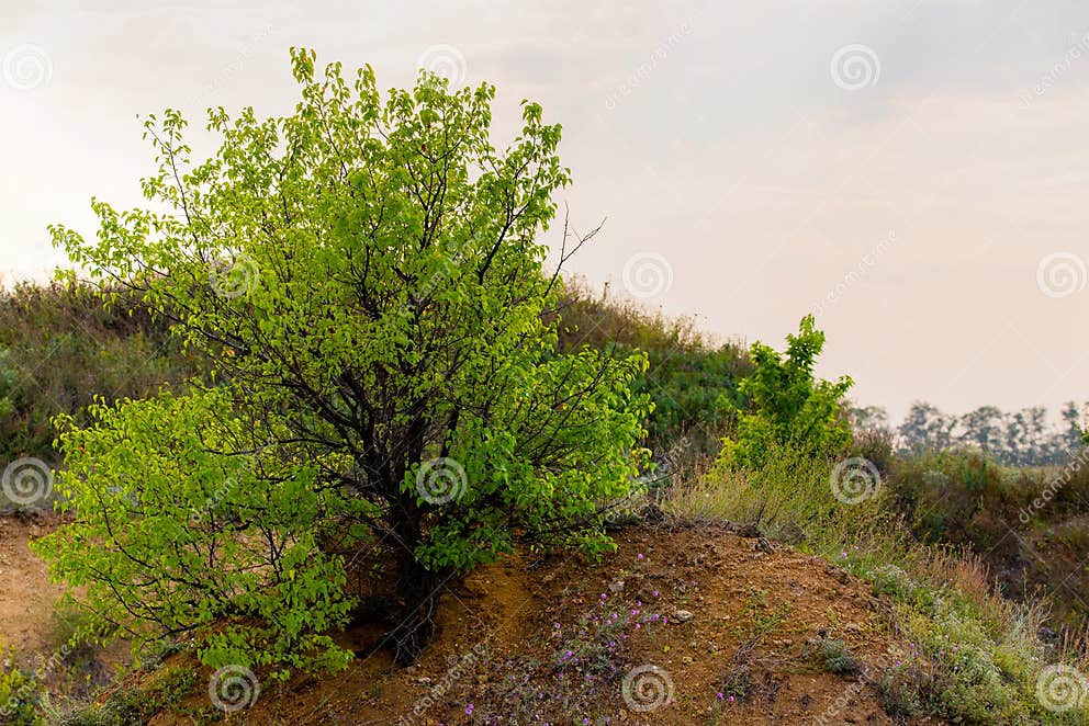 Alone or Single One Tree on the Mountain Hill Cliff Stock Image - Image ...