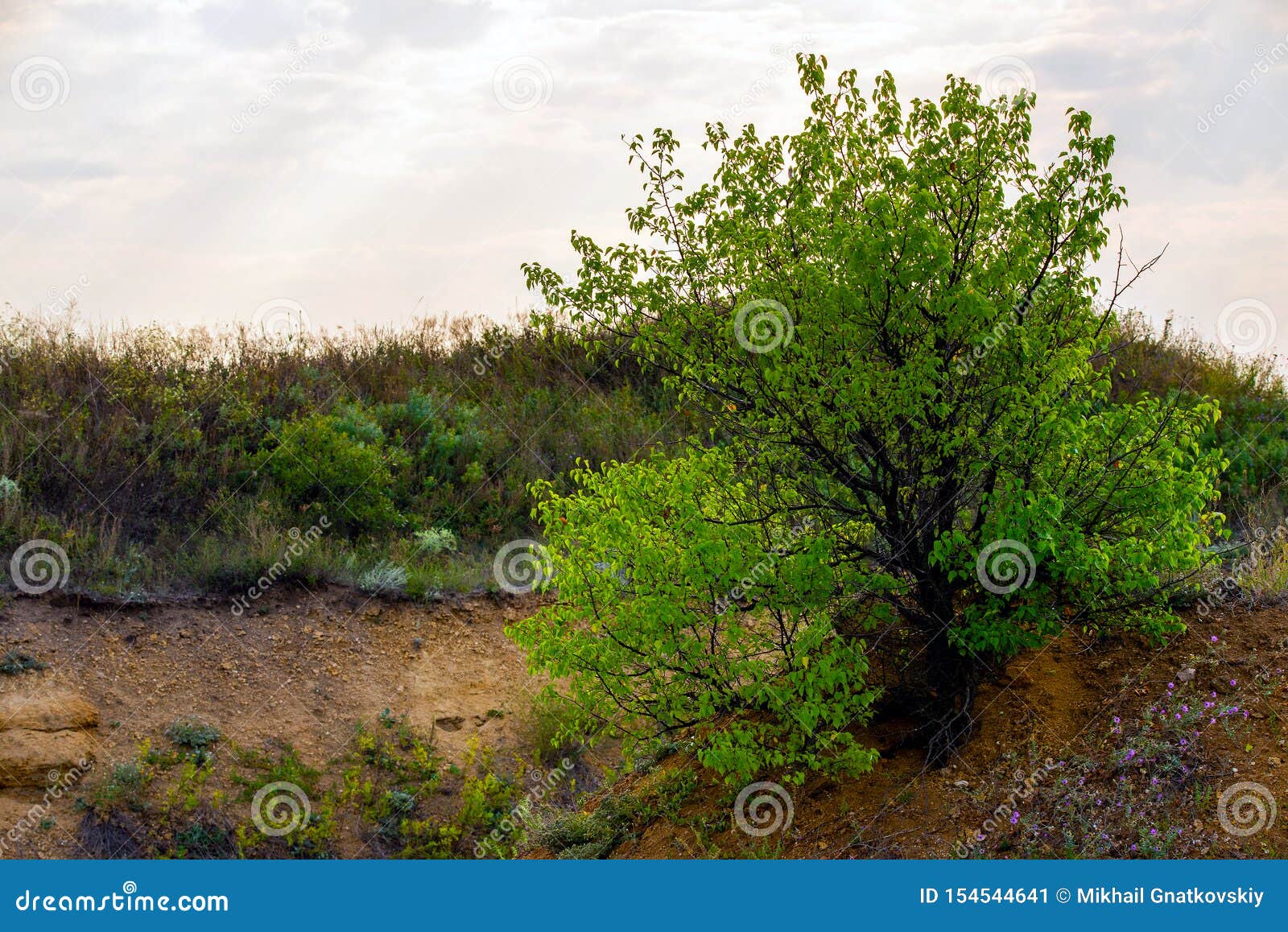 Alone or Single One Tree on the Mountain Hill Cliff Stock Image - Image ...