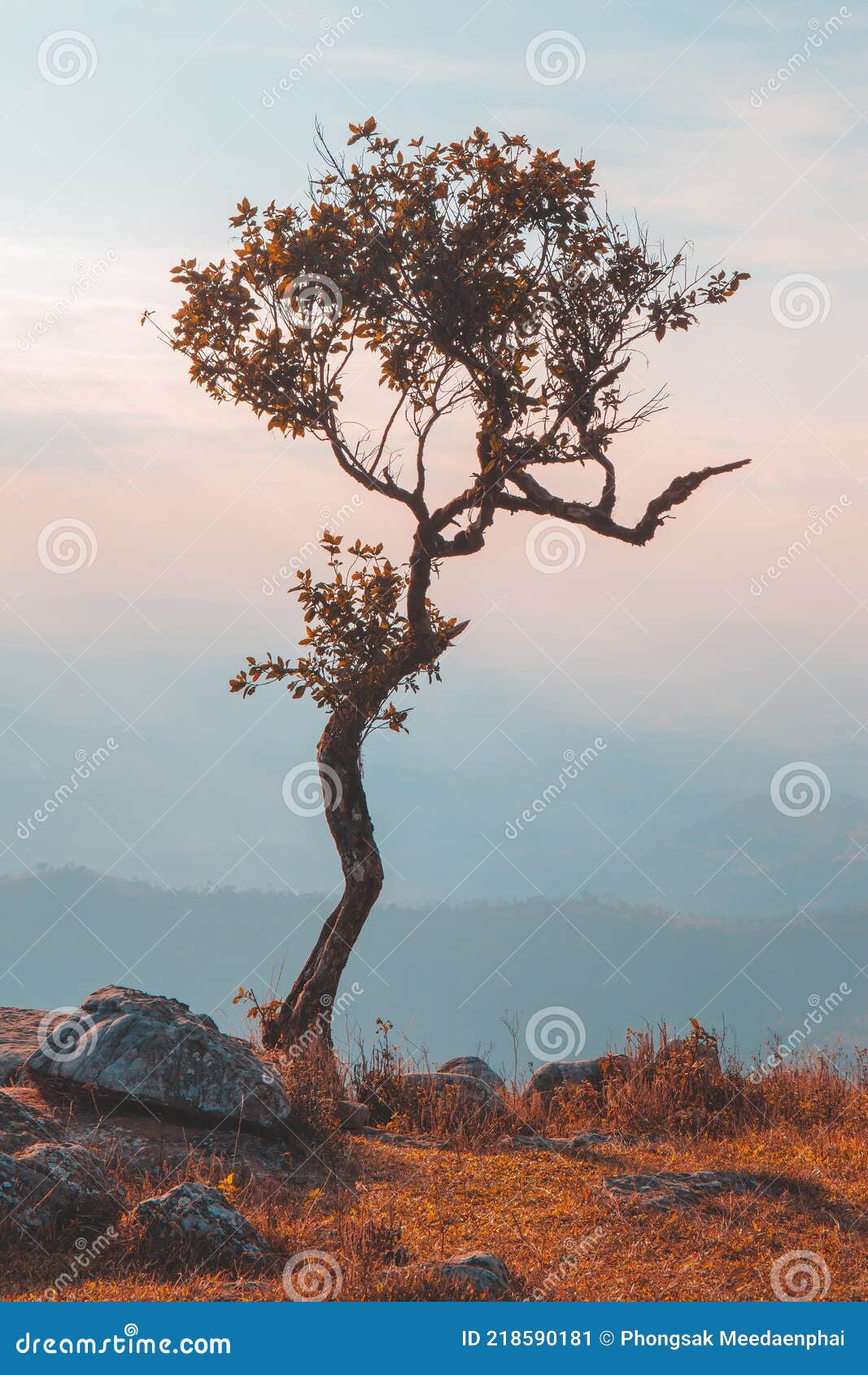 Alone or Single One Tree on the Mountain Hill Cliff in the Forest at ...