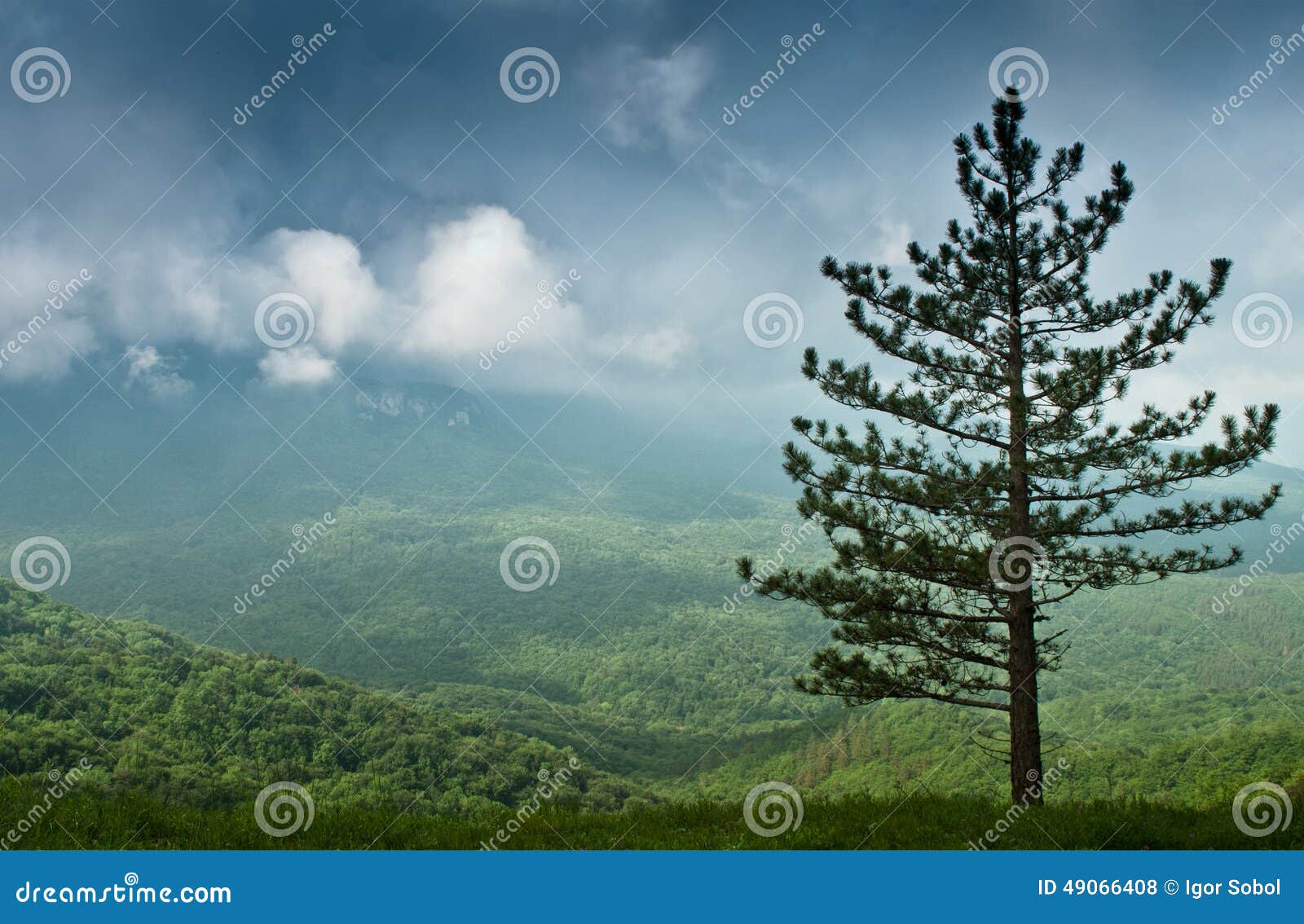 Alone spruce stock photo. Image of plant, cloud, massif - 49066408