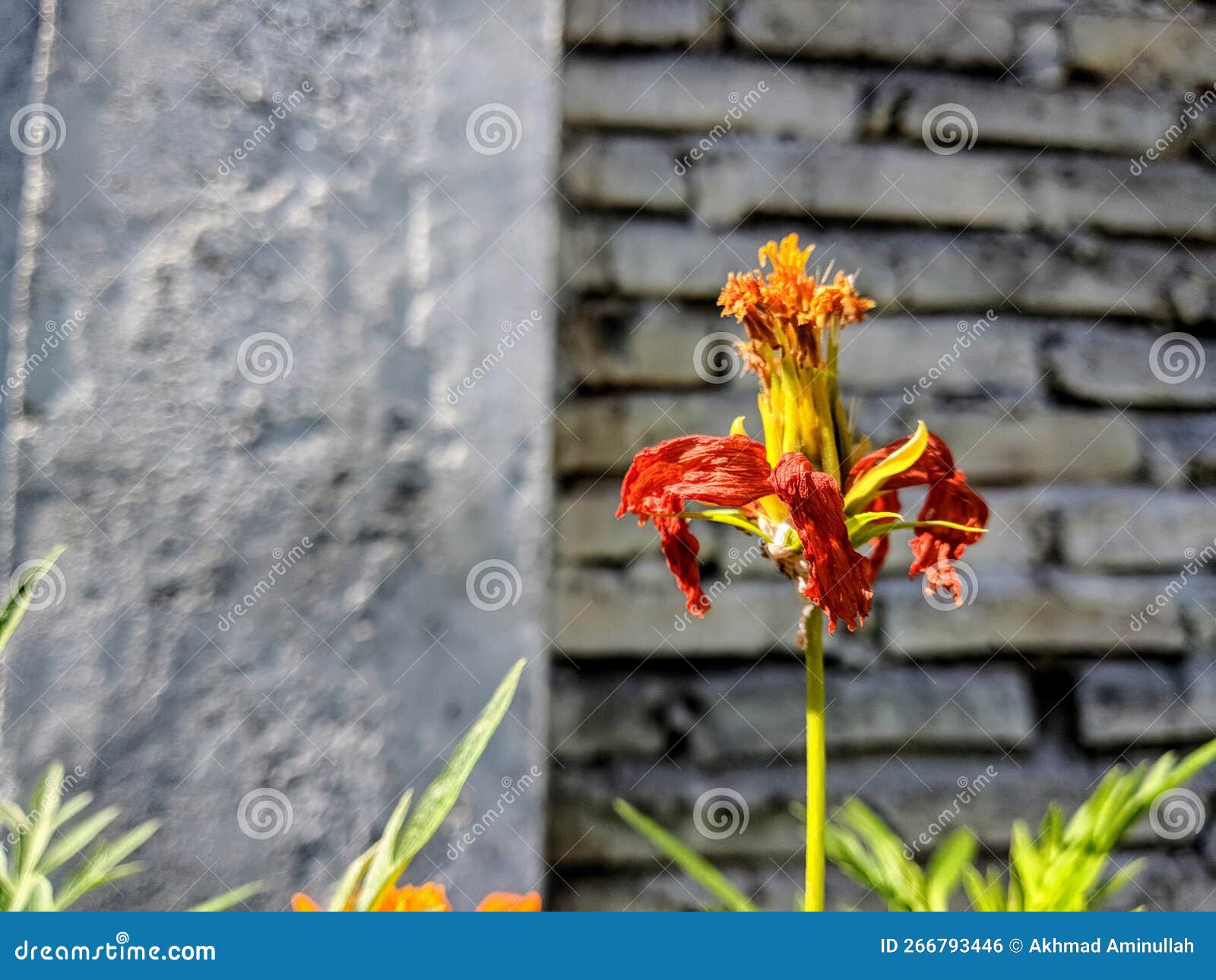 Alone Standing Flower on the Pic Stock Photo - Image of garden, leaf ...